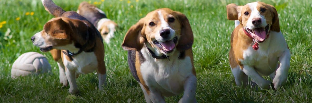 About Beagle Welfare - Beagle Welfare