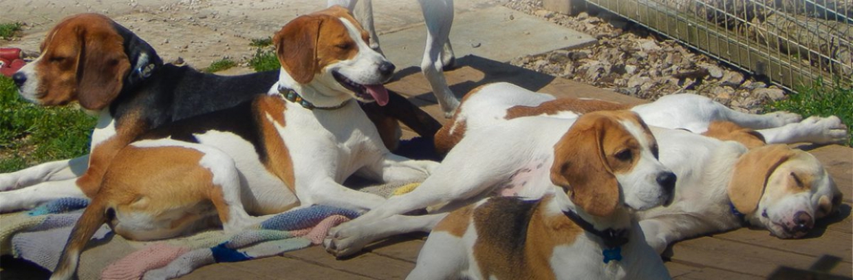 Contact Details - Beagle Welfare