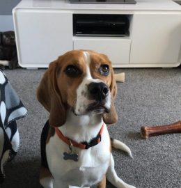 Home - Beagle Welfare