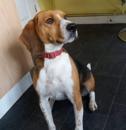 Home - Beagle Welfare