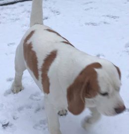 Home - Beagle Welfare
