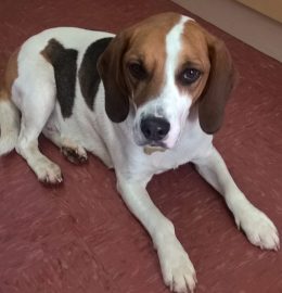 Home - Beagle Welfare