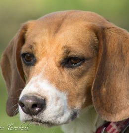 Home - Beagle Welfare
