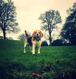 Home - Beagle Welfare