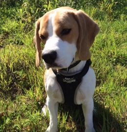 Home - Beagle Welfare