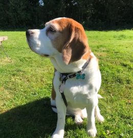 Home - Beagle Welfare
