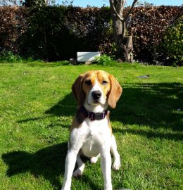 Home - Beagle Welfare