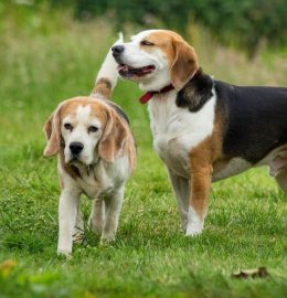 Home - Beagle Welfare