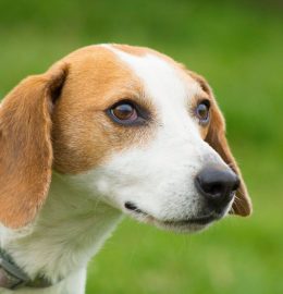 Home - Beagle Welfare