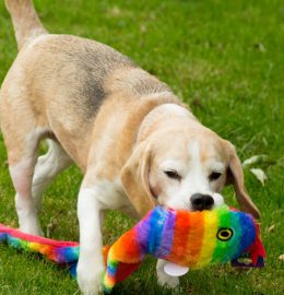 Home - Beagle Welfare