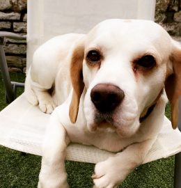 Home - Beagle Welfare