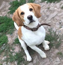 Home - Beagle Welfare