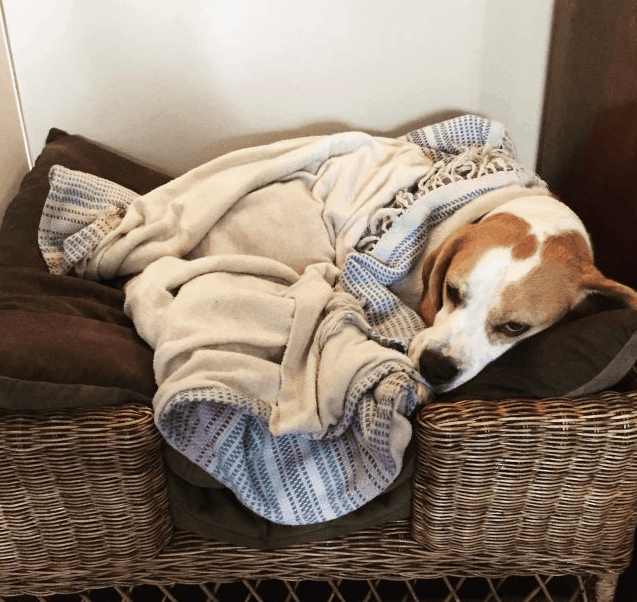 Home - Beagle Welfare