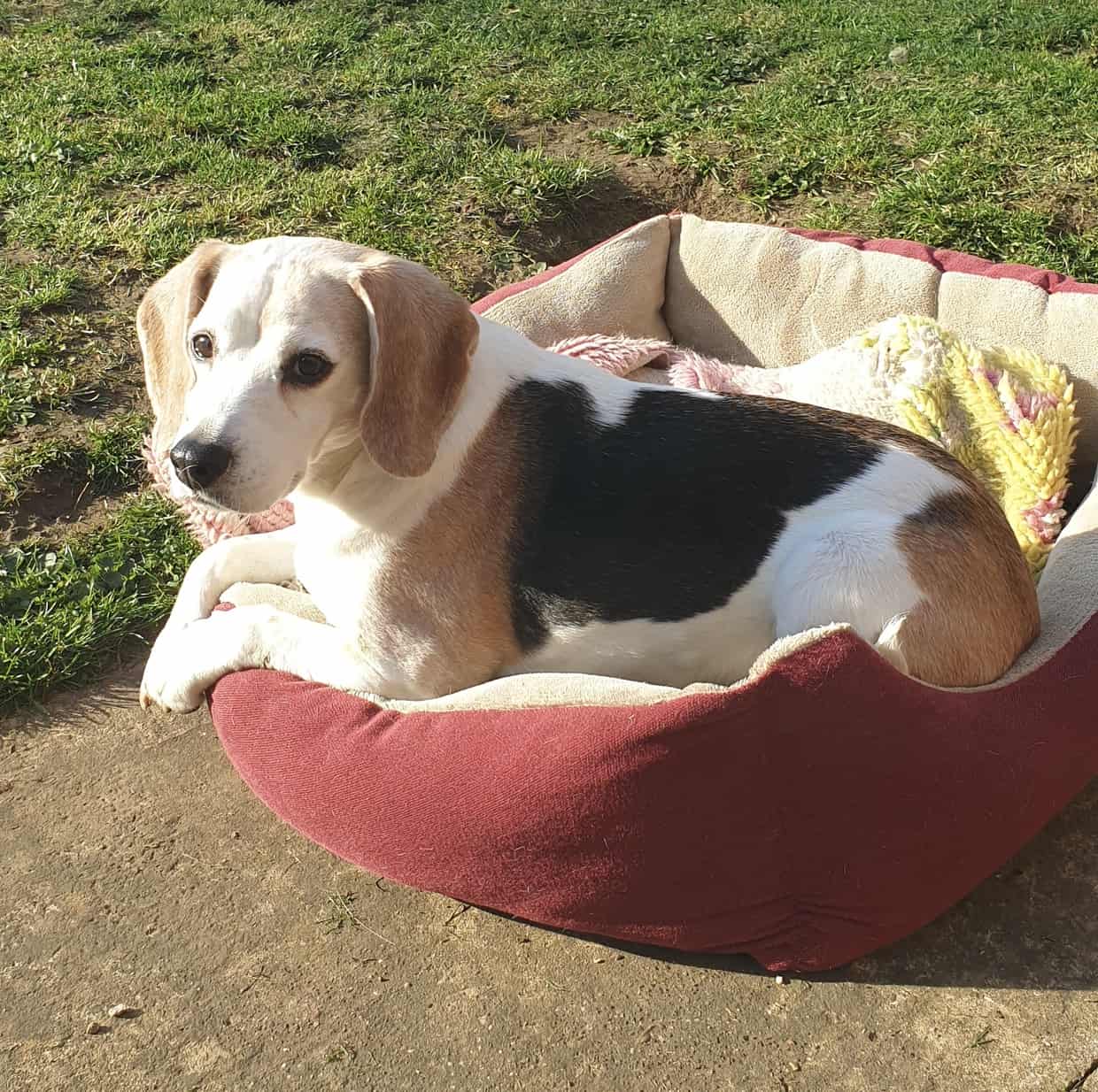 Home - Beagle Welfare