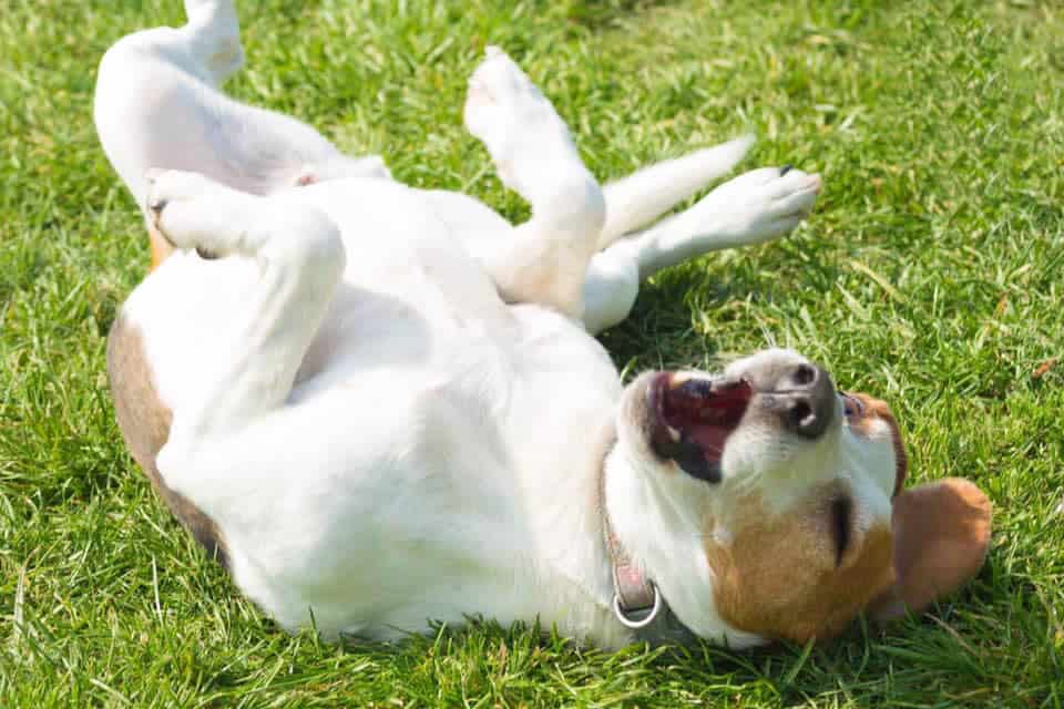 Home - Beagle Welfare