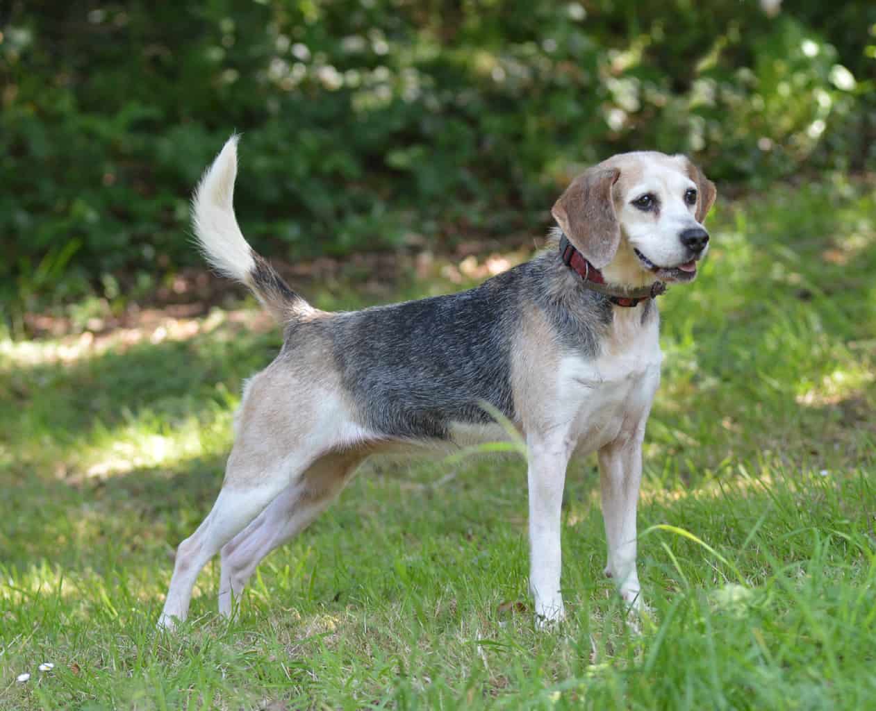 Home - Beagle Welfare