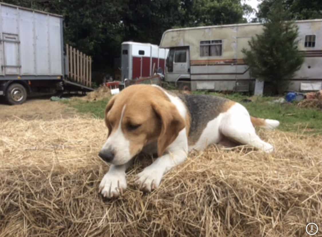 Application to Adopt a Beagle - Beagle Welfare