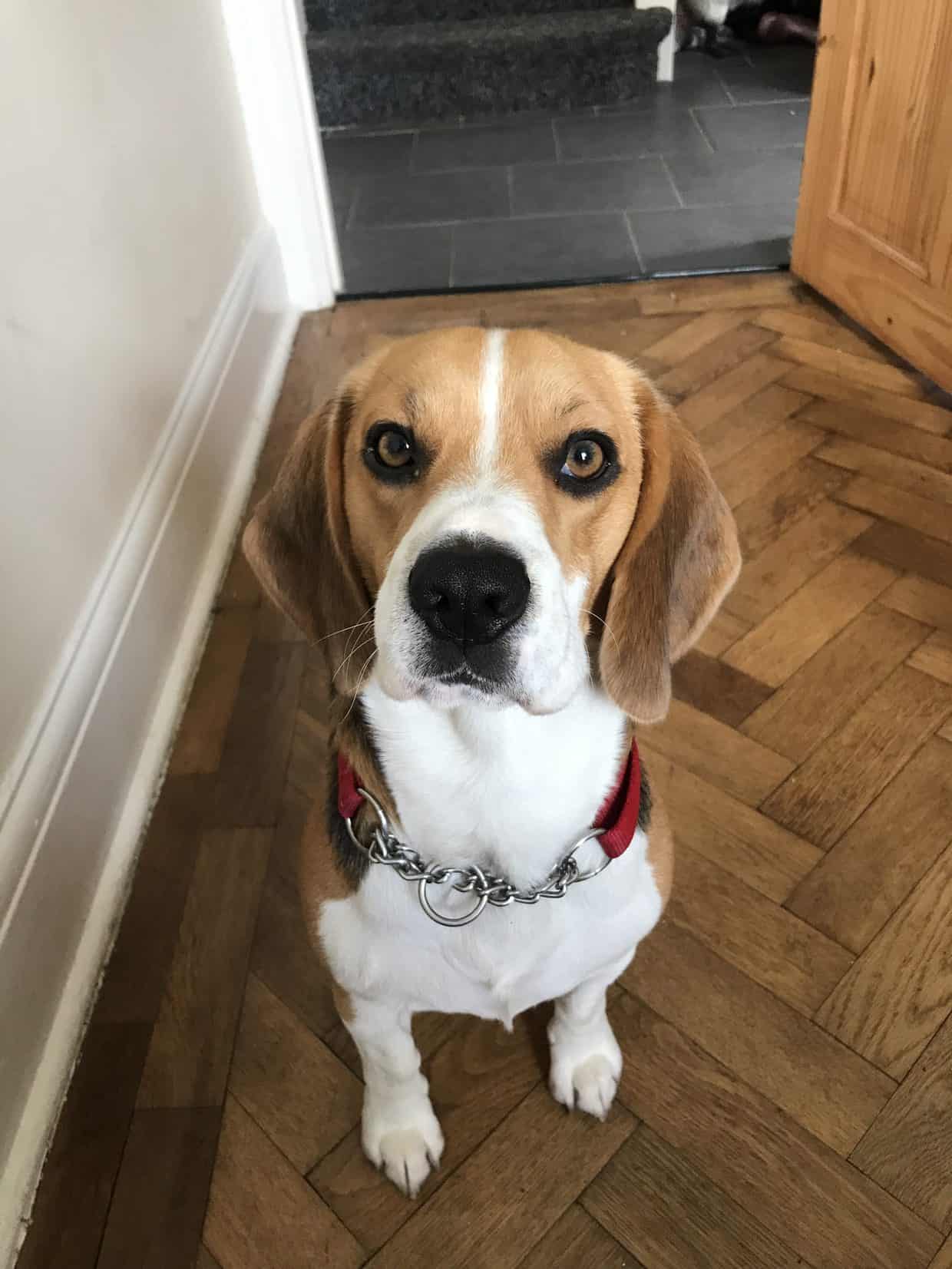 Application to Adopt a Beagle - Beagle Welfare