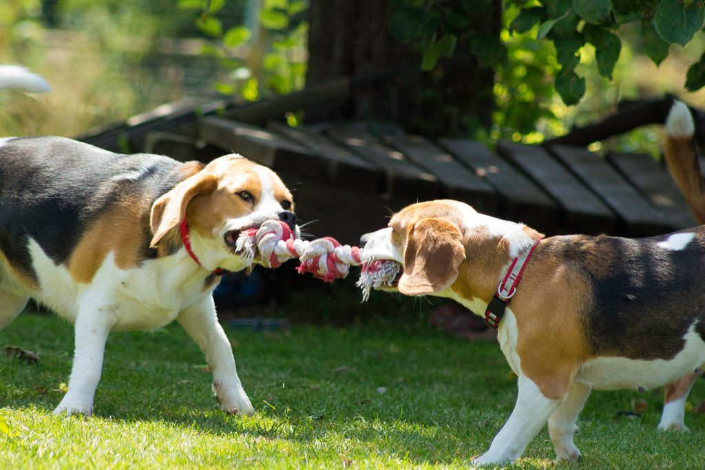 Beagle Welfare - Finding Loving Homes for Beagles