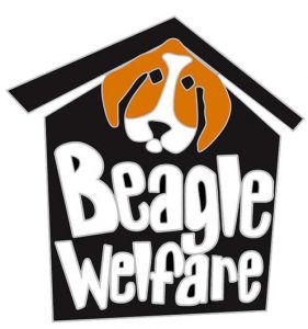 Beagle Rehoming Process - Beagle Welfare