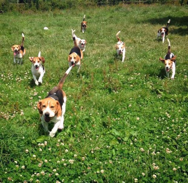Beagle Welfare - Finding Loving Homes for Beagles