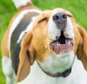 Beagle Welfare - Finding Loving Homes for Beagles