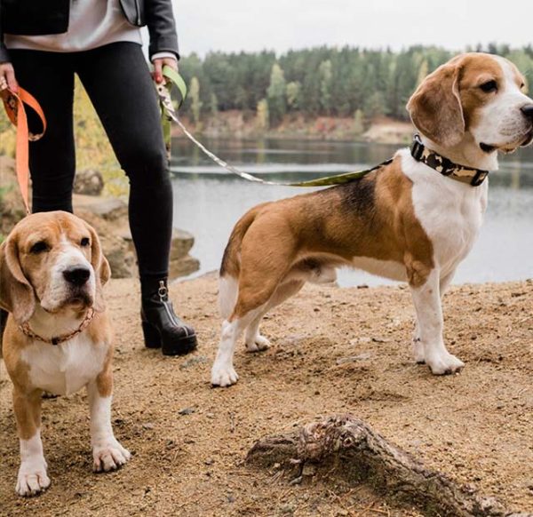 Beagle Welfare - Finding Loving Homes for Beagles