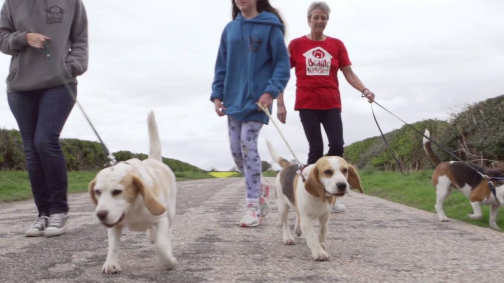 Beagle Rehoming Process - Beagle Welfare