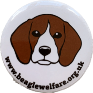Pin Badge - Beagle Welfare Badge - Beagle Welfare