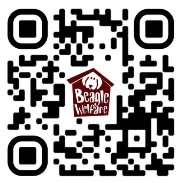 Beagle Welfare - Finding Loving Homes for Beagles